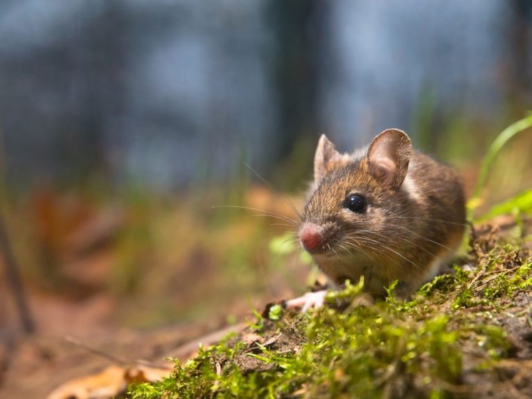 Mice Exterminator in CT | Pest Control for Mice | Mouse Extermination
