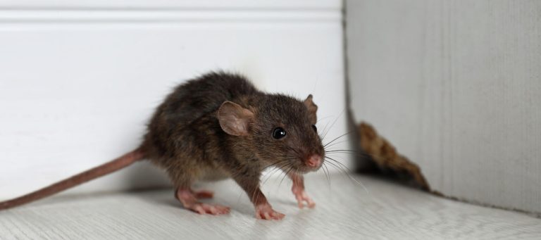 Can Mice Climb Walls? YES! Here's How Mice Crawl Up Your Walls