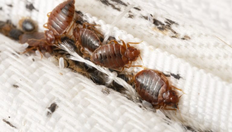 How to Check for Bed Bugs: Signs, Inspection Tips, and Prevention